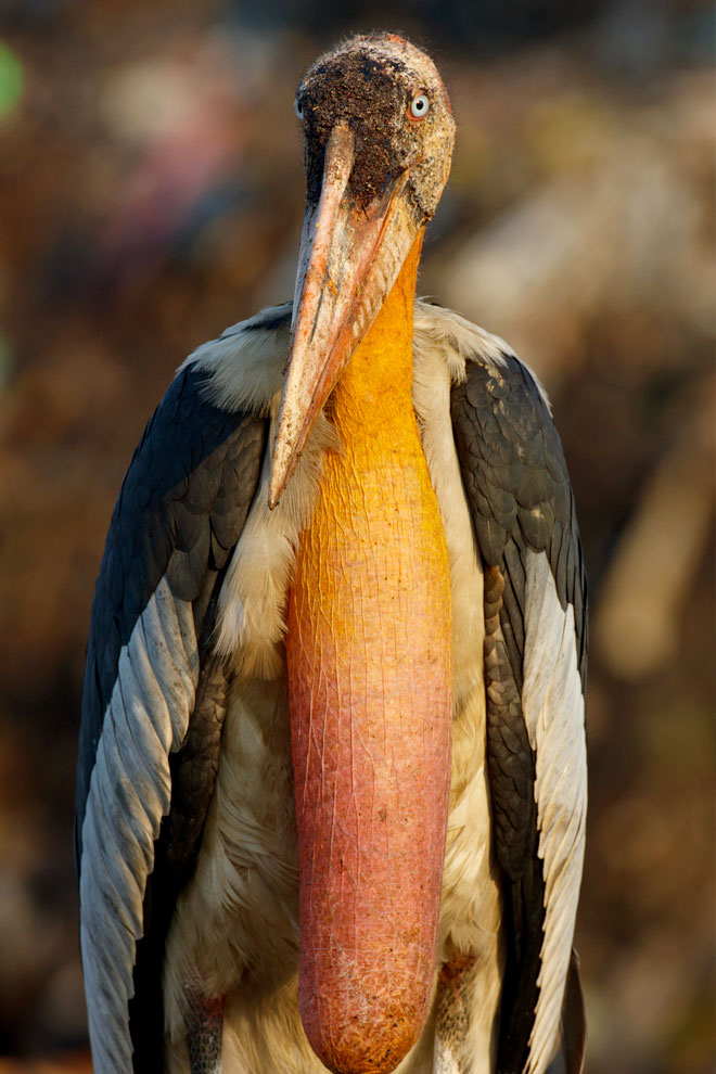 Meet the Indian Scientist Who Gave the Greater Adjutant Stork an Image Makeover - Vikalp Sangam